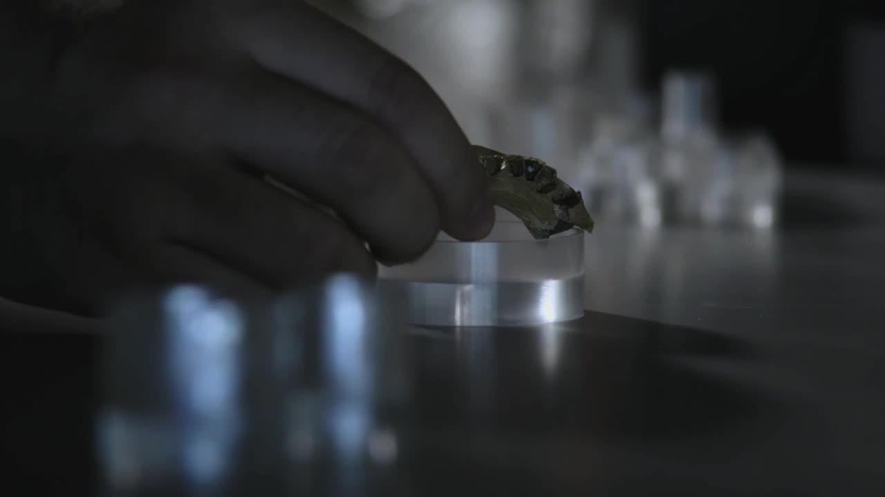 First Peoples - Meet Homo erectus, the first inhabitants of Asia - Twin ...