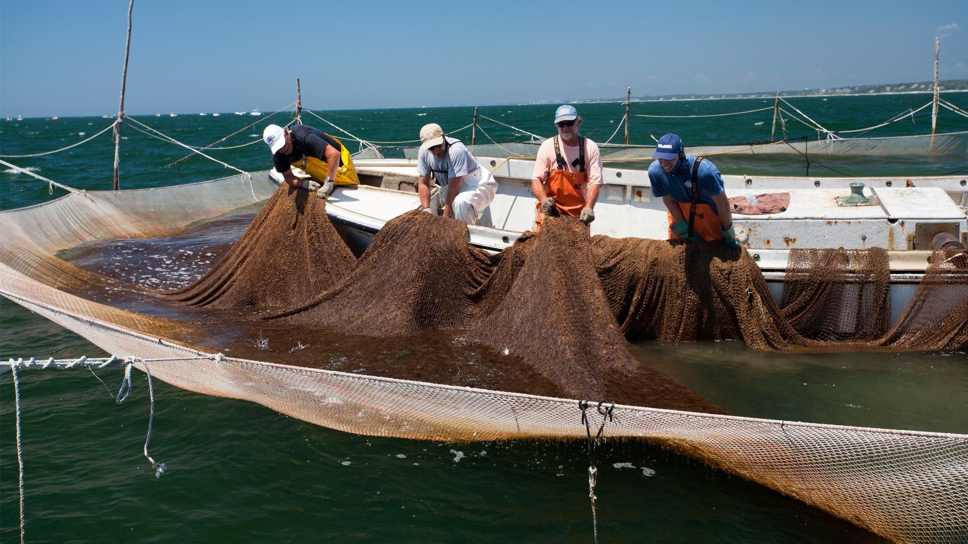 Go Fish! | Food Forward | THIRTEEN - New York Public Media
