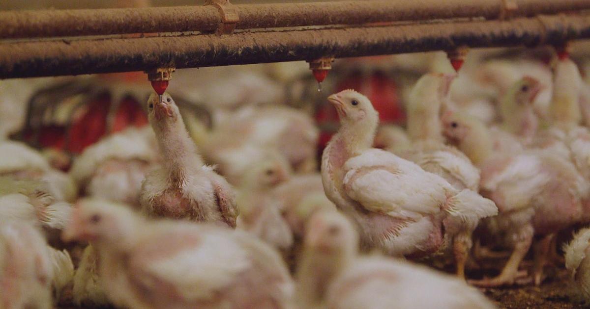 FRONTLINE | The Trouble with Antibiotics | Season 2014 | Episode 15 | PBS