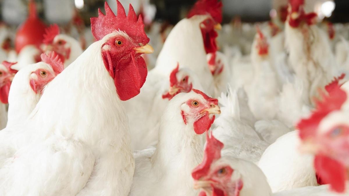 "The Trouble with Chicken" - Preview | FRONTLINE | NJ PBS