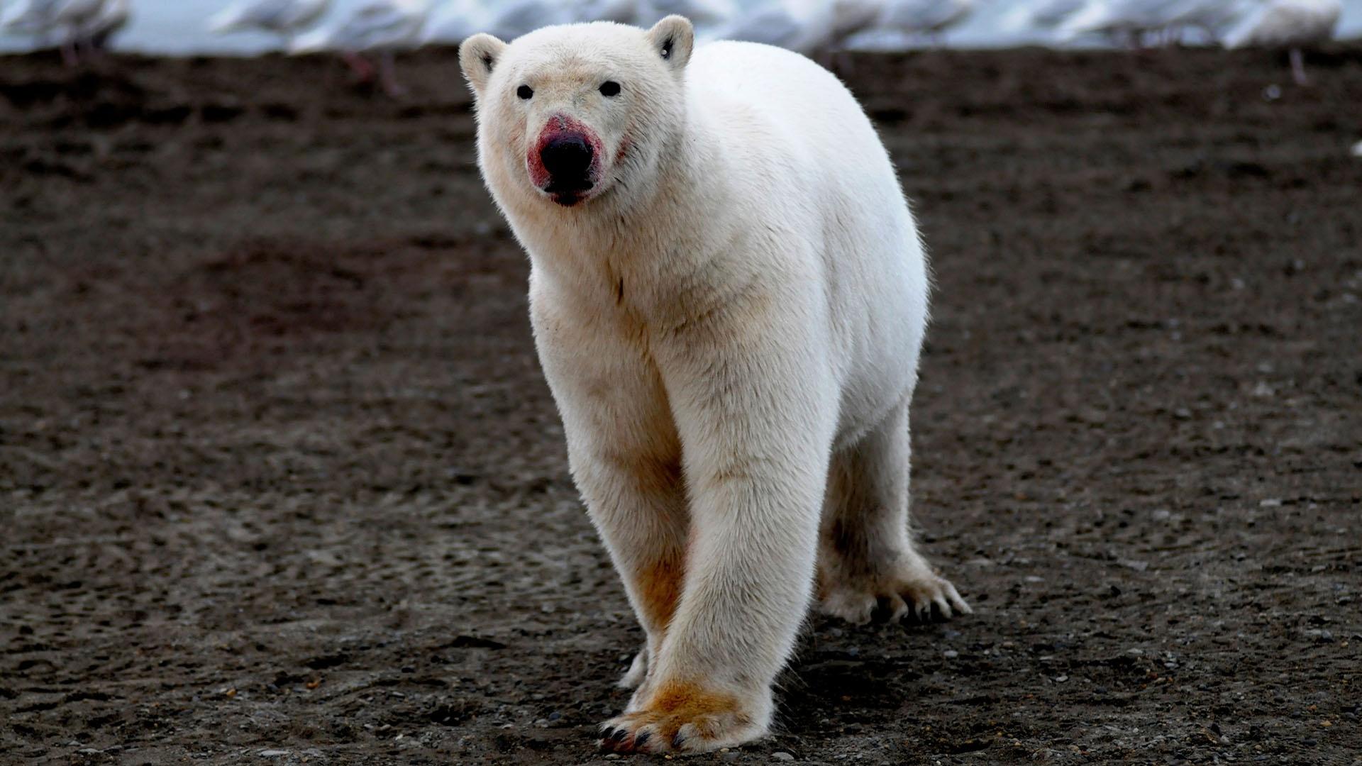 Preview | The Great Polar Bear Feast | THIRTEEN - New York Public Media