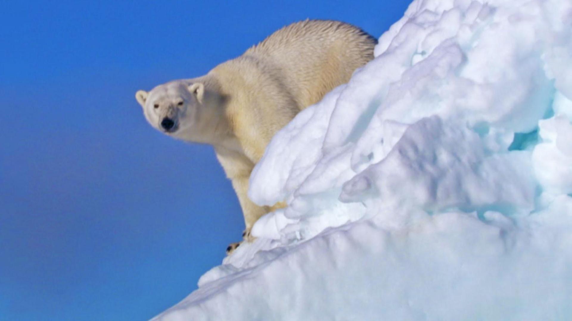 Scientific Feast For Polar Bear Studies | The Great Polar Bear Feast ...