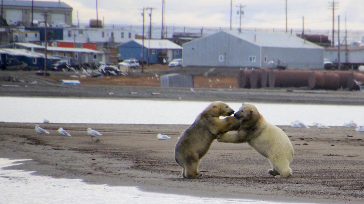 Polar Bears and Humans Are Dangerous Neighbors | The Great Polar Bear ...