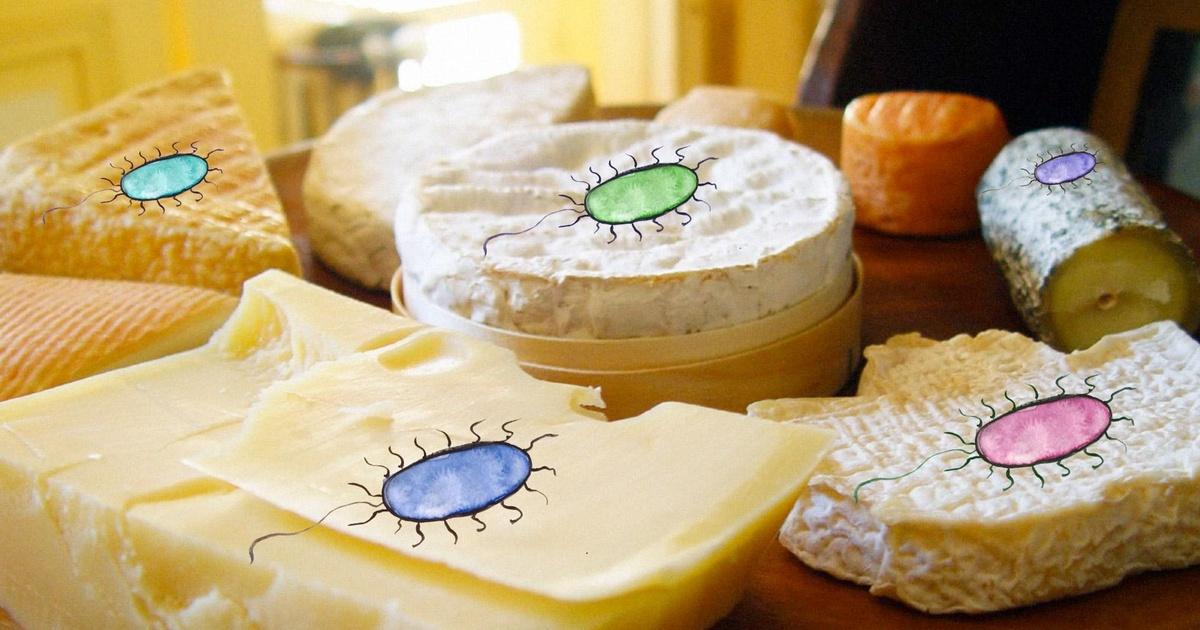 Gross Science | What Lives In Cheese? | Season 1 | Episode 12 | Houston PBS