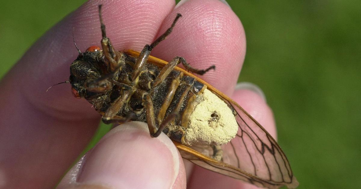 Gross Science | Why Don't These Cicadas Have Butts? | Season 1 ...