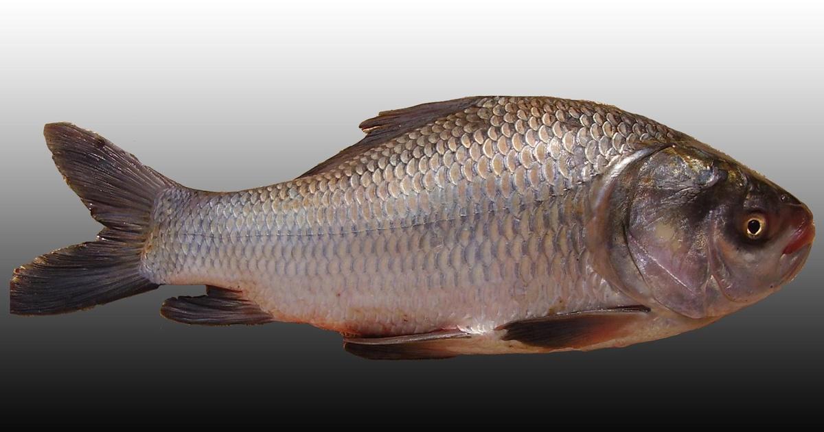 Gross Science | Electronics Powered by Fish Scales | Season 2 | Episode ...