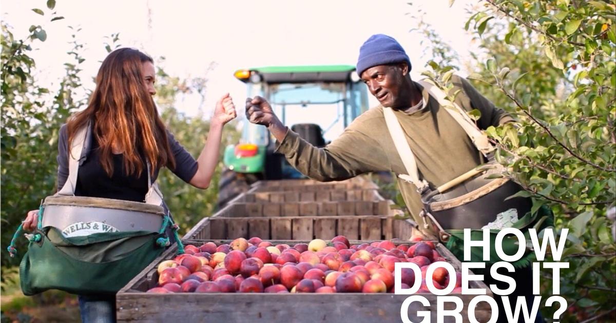 How Does It Grow | Apples | PBS