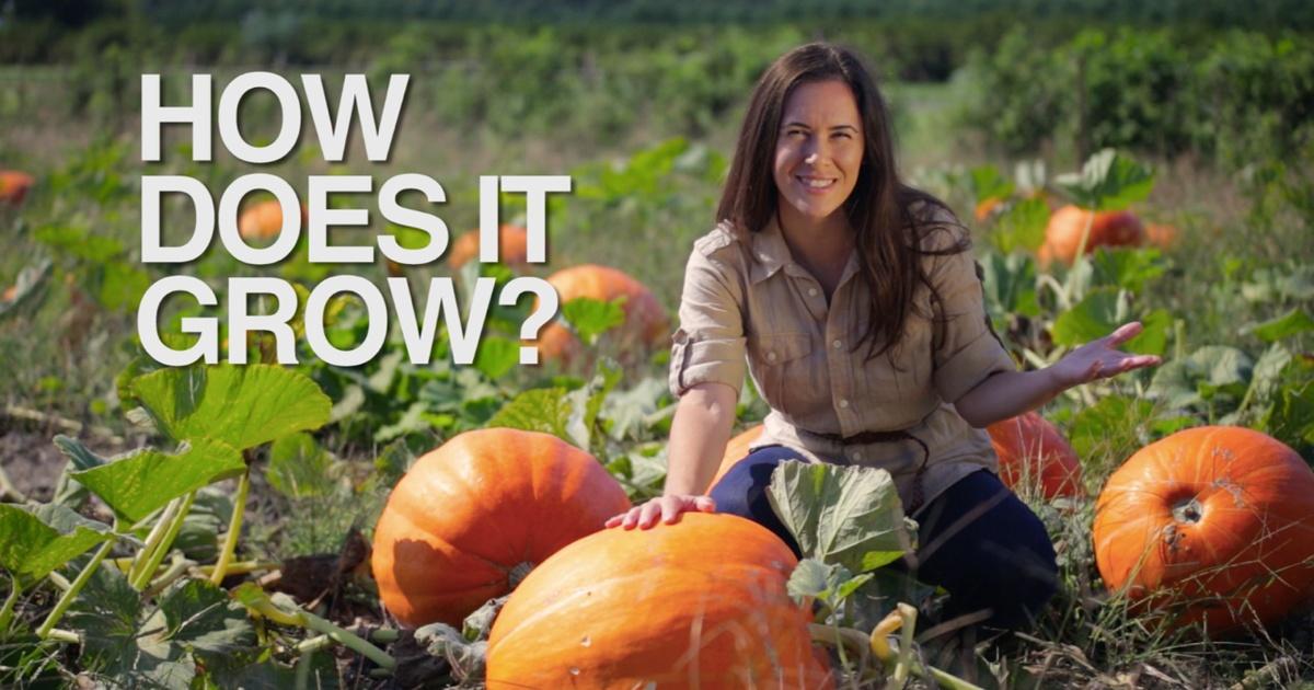 How Does It Grow | Pumpkin | PBS