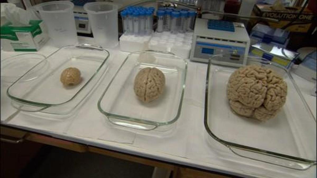 A Matter of Size | The Human Spark | THIRTEEN - New York Public Media