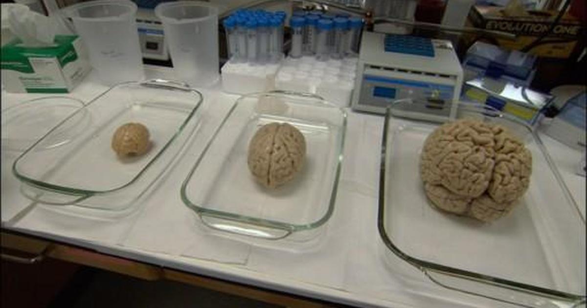 The Human Spark | A Matter of Size | PBS