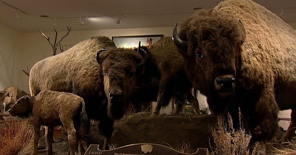 Independent Lens | Facing the Storm: Nearing Extinction, the Buffalo ...