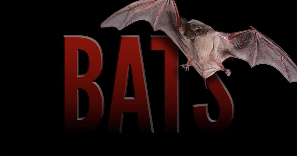It's Okay to Be Smart | Bats: Guardians of the Night | Season 1 ...