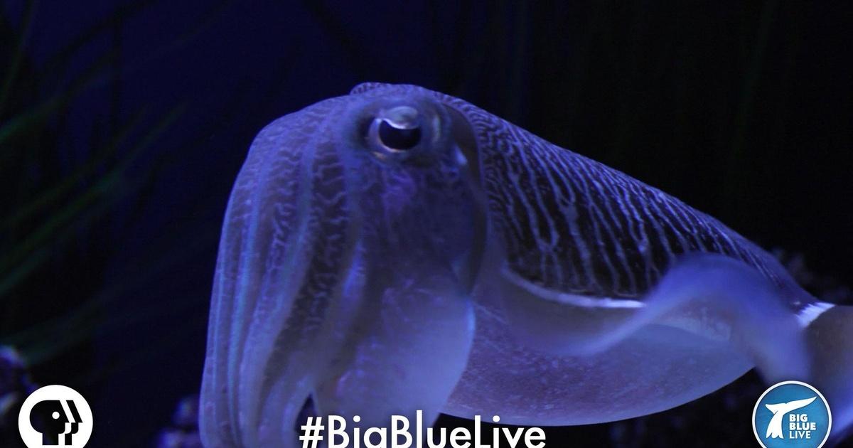Be Smart | Cuttlefish: Tentacles In Disguise | Season 3 | Episode 42 ...