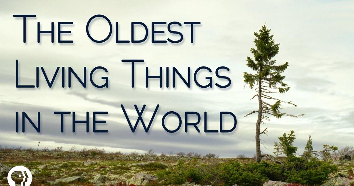Be Smart | The Oldest Living Things In The World | Season 2 | Episode ...