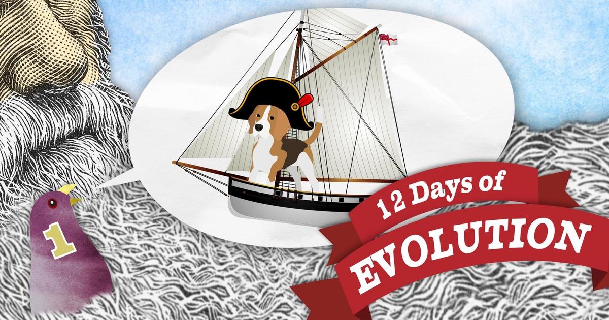 Be Smart | What Is Evolution, Anyway? - 12 Days of Evolution #1 ...