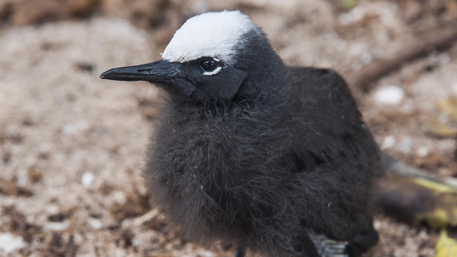 First Look | Life on the Reef | THIRTEEN - New York Public Media