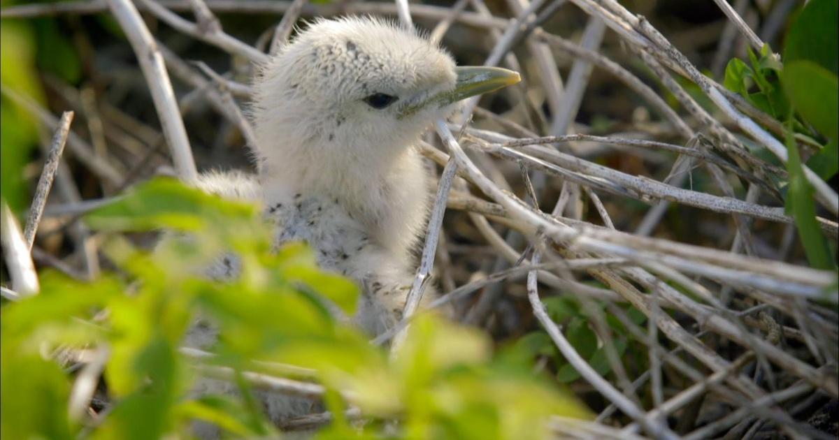Life on the Reef | Episode 3 | PBS
