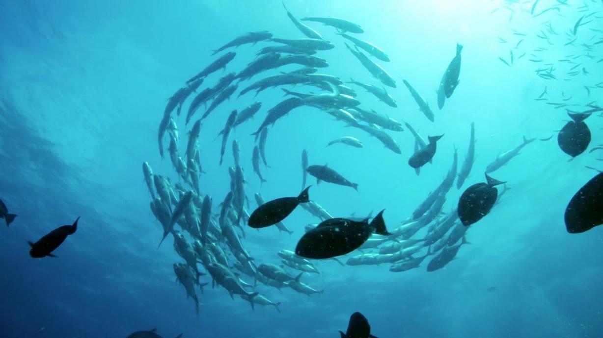 Introduction to the Great Barrier Reef | Watch on PBS Wisconsin