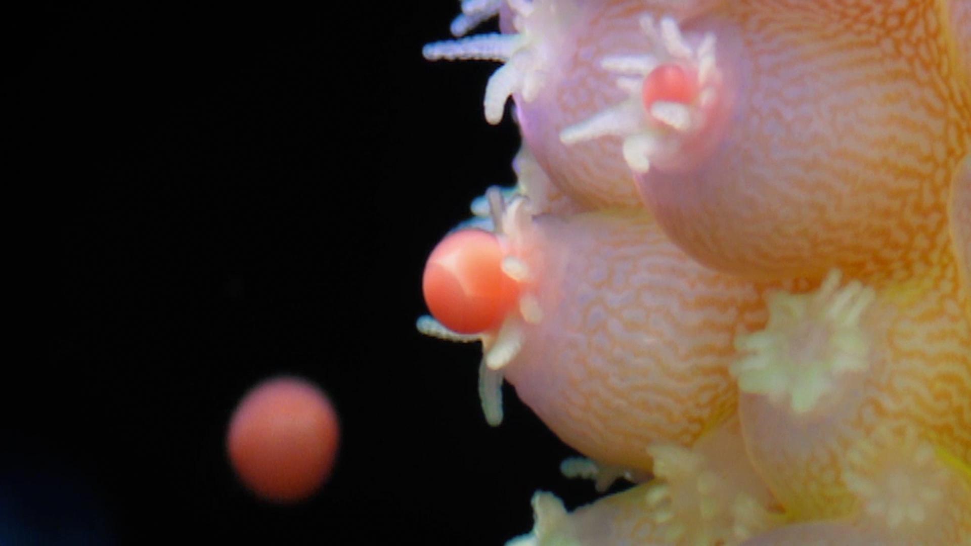 Coral Spawns | Life on the Reef | NJ PBS