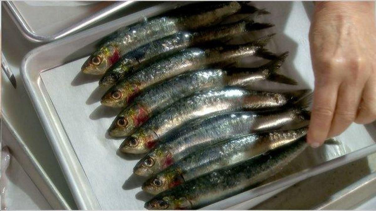 Signs of a Healthy Fish | Martha Stewart's Cooking School | WLIW