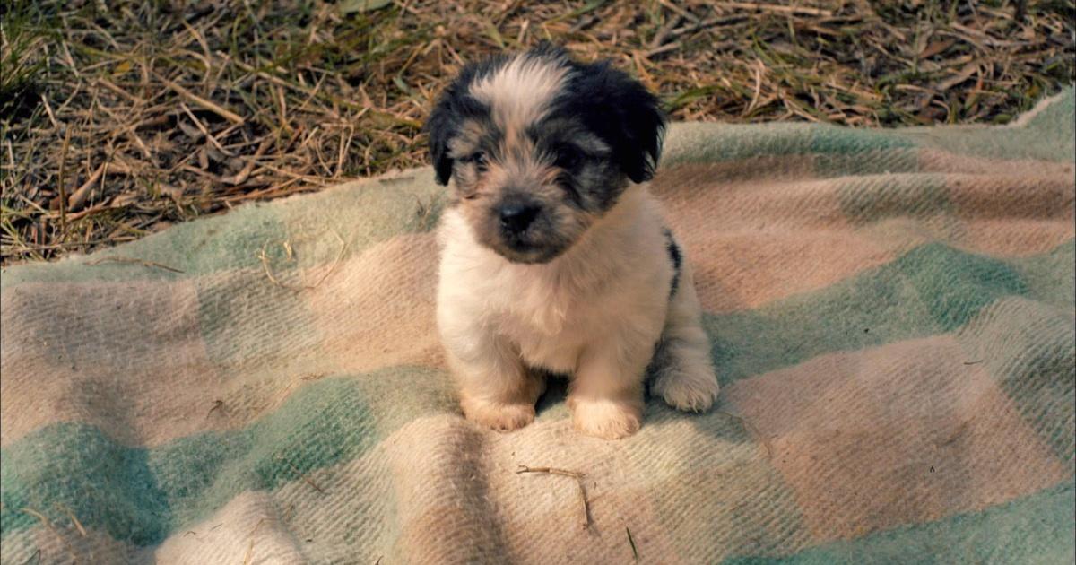 The Durrells in Corfu | Animals on Set | PBS