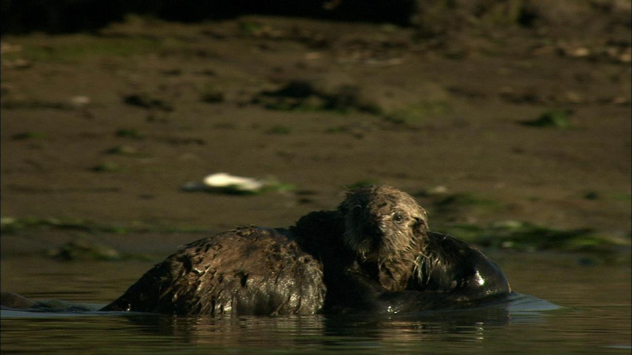 Saving Otter 501: Education of Otter Pup | Watch on PBS Wisconsin