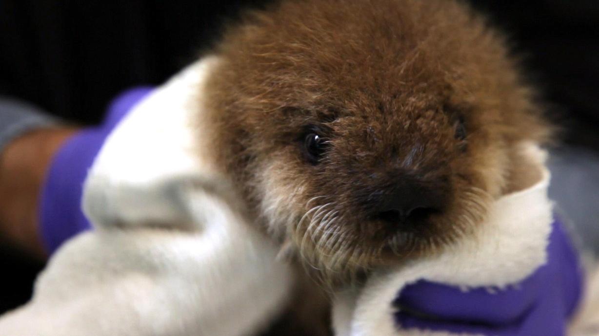 Saving Otter 501 | Watch on PBS Wisconsin