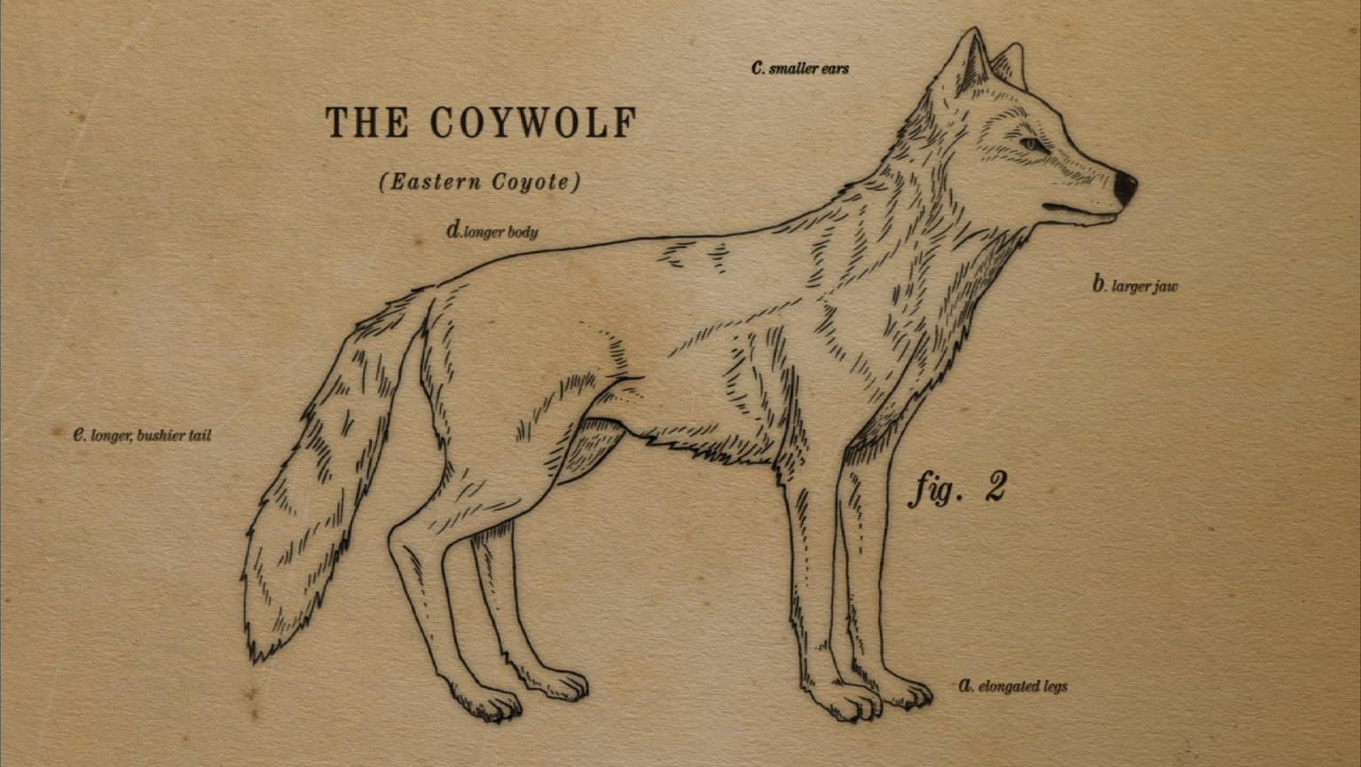Meet the Coywolf Extras | Nature | PBS