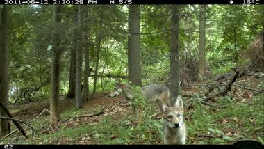 Meet the Coywolf | A Field Guide to the Coywolf | Nature | PBS