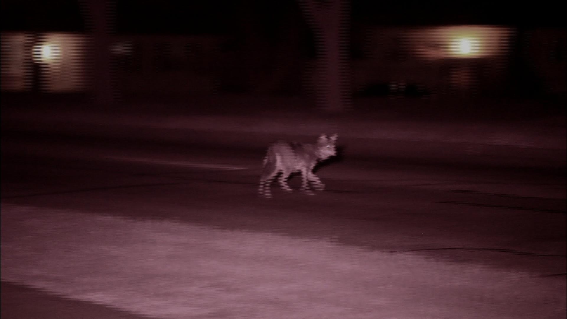 Field Study: The Original Coyote and its Chicagoland habitat | Nature ...