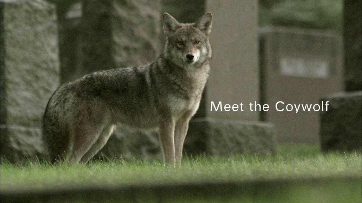 Meet the Coywolf | Watch on PBS Wisconsin
