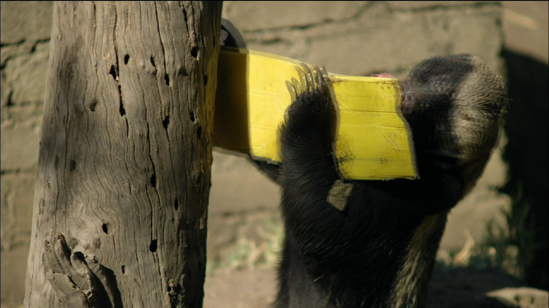 Honey Badger vs. Bee Hive | Nature | WLIW