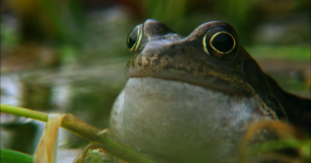 Nature | Frog mating season on the Shannon | Season 32 | Episode 13 | PBS
