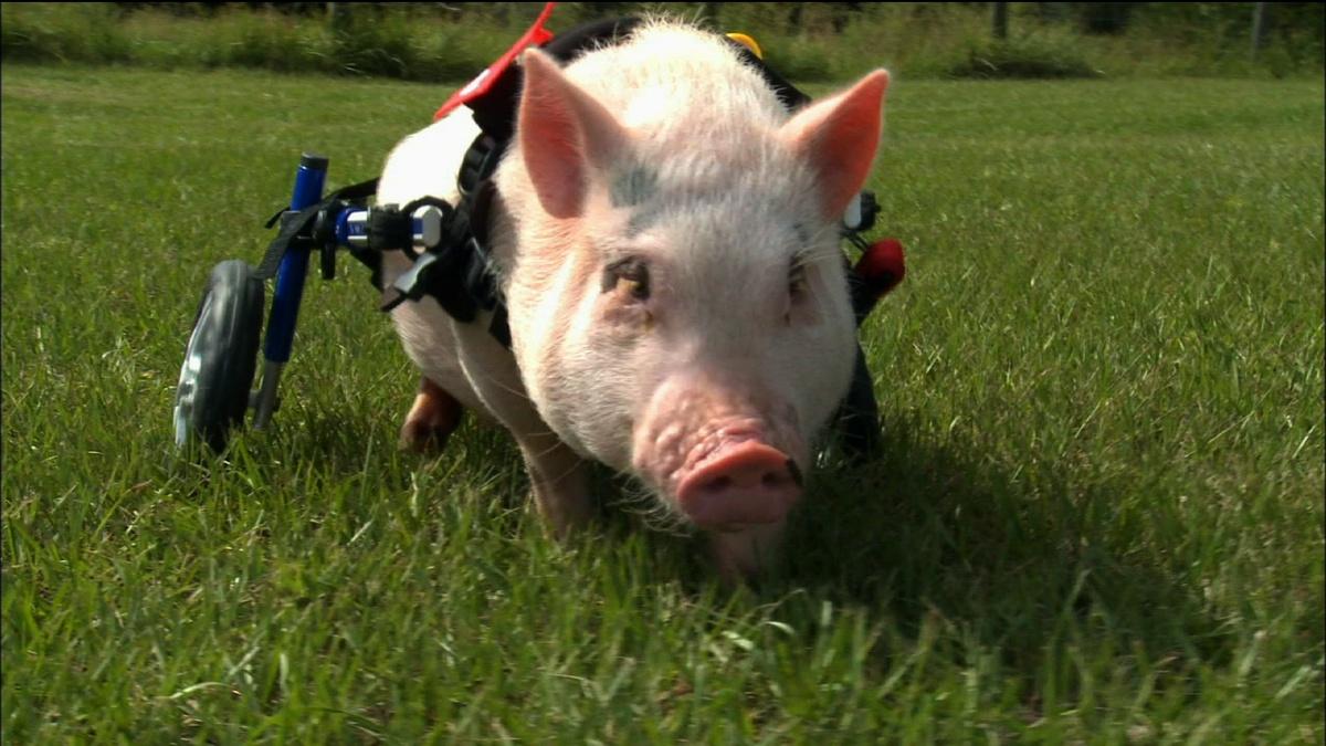 Trailer: My Bionic Pet | Nature | THIRTEEN - New York Public Media