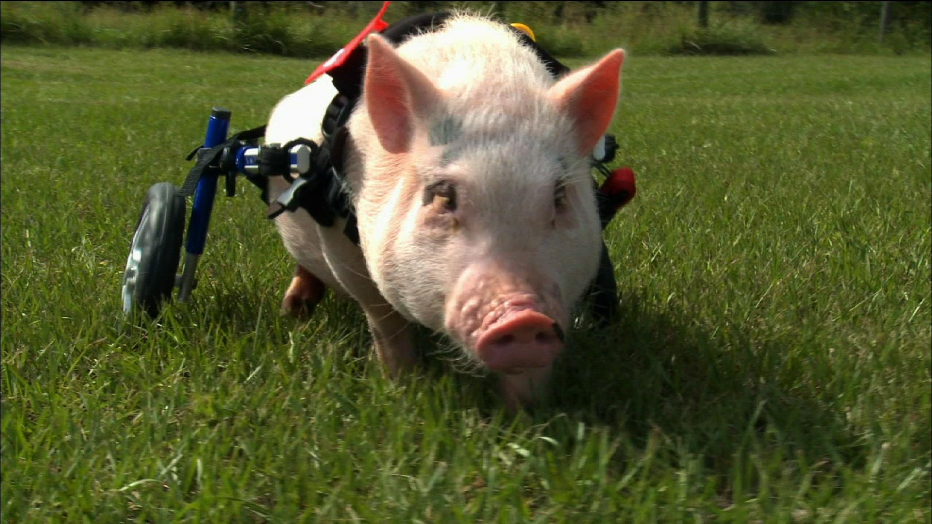Trailer: My Bionic Pet | Nature | THIRTEEN - New York Public Media