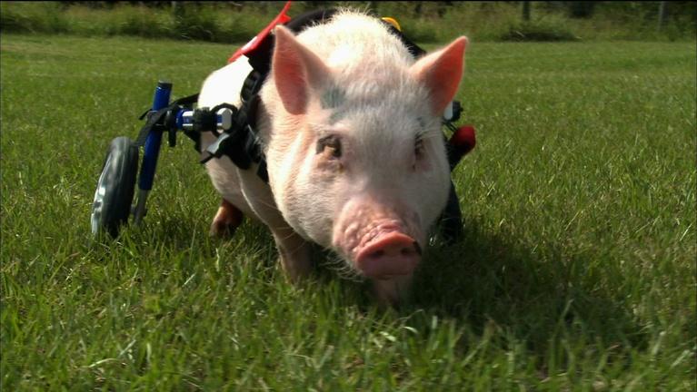 Meet Chris P. Bacon, Pig in a Wheelchair | Nature | THIRTEEN - New York ...