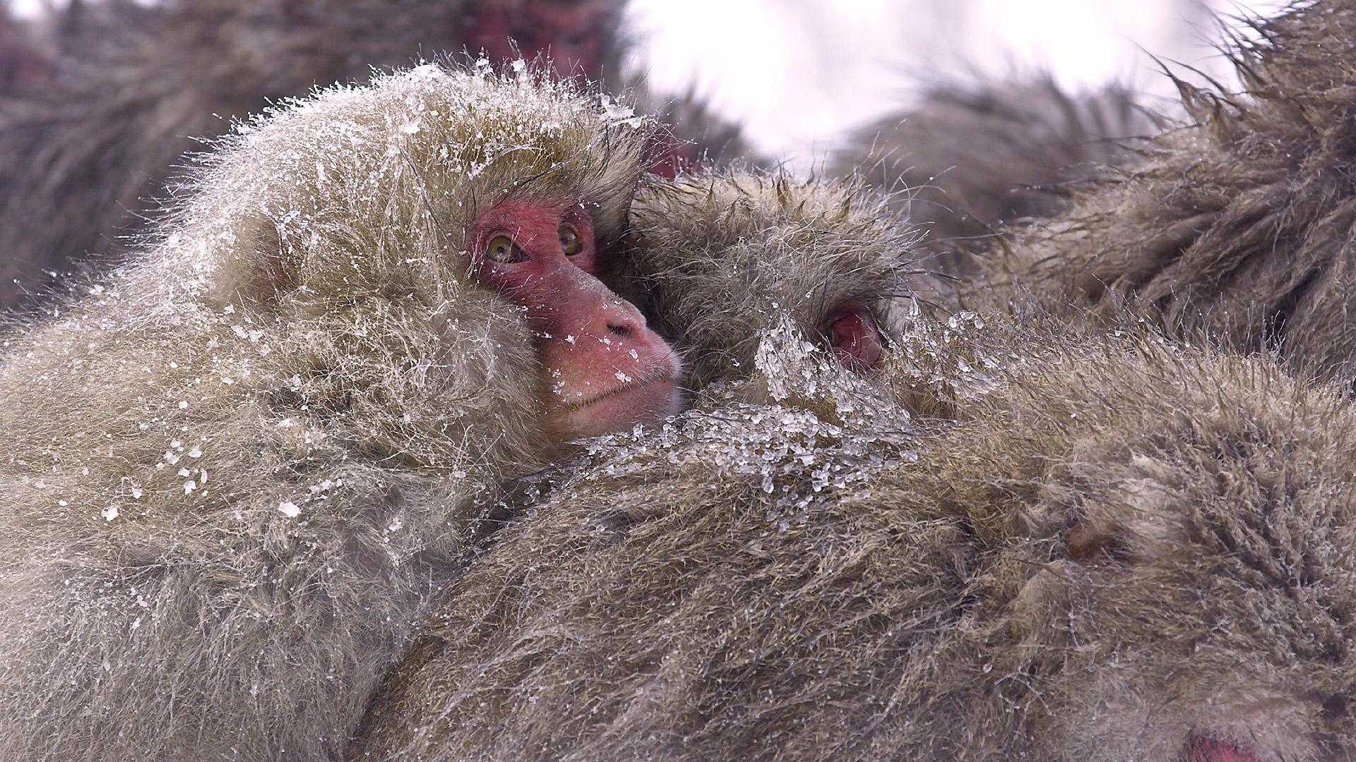 Trailer: Snow Monkeys | Nature | NJ PBS