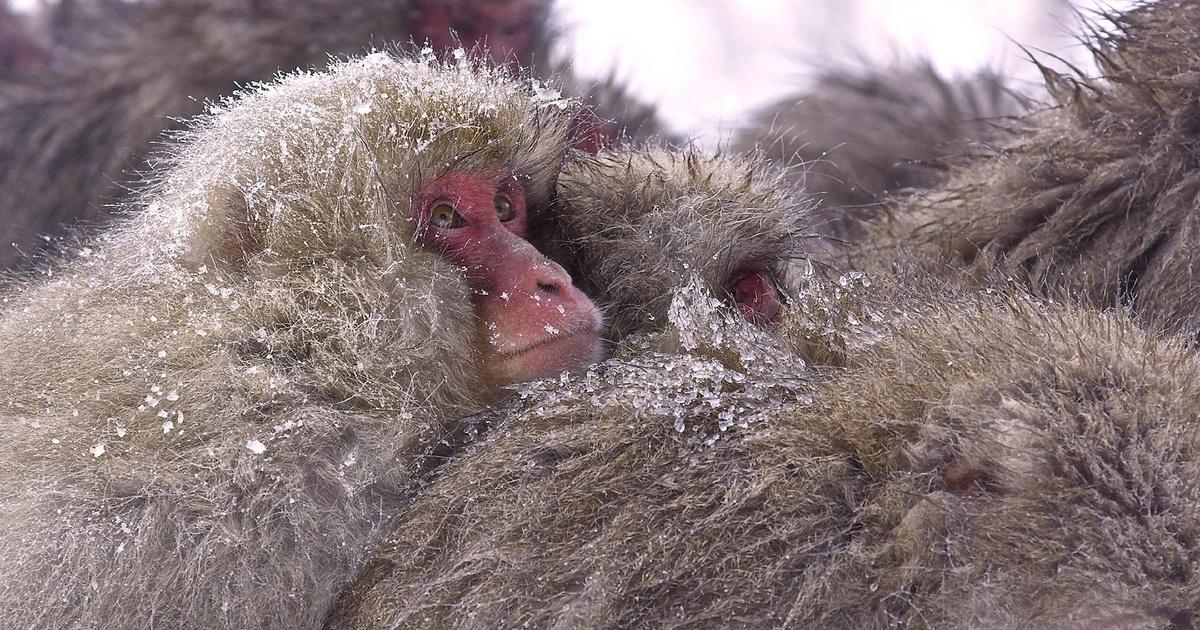 Nature | Trailer: Snow Monkeys | Season 32 | Episode 16 | PBS