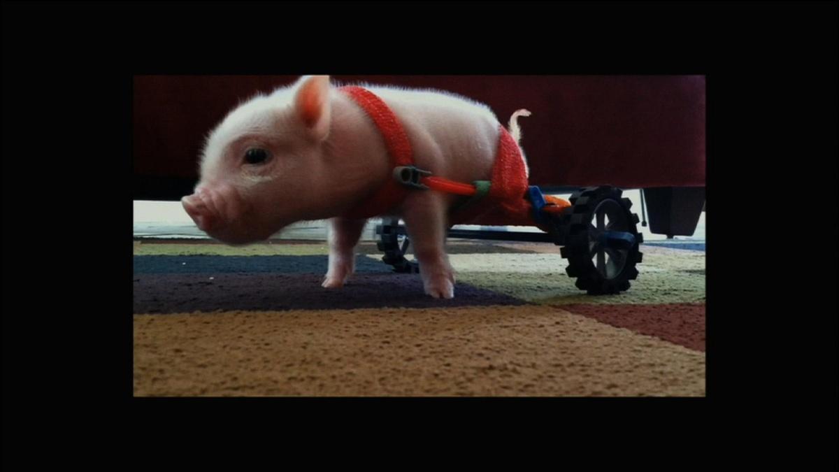 Meet Chris P. Bacon, Pig in a Wheelchair | Nature | THIRTEEN - New York ...
