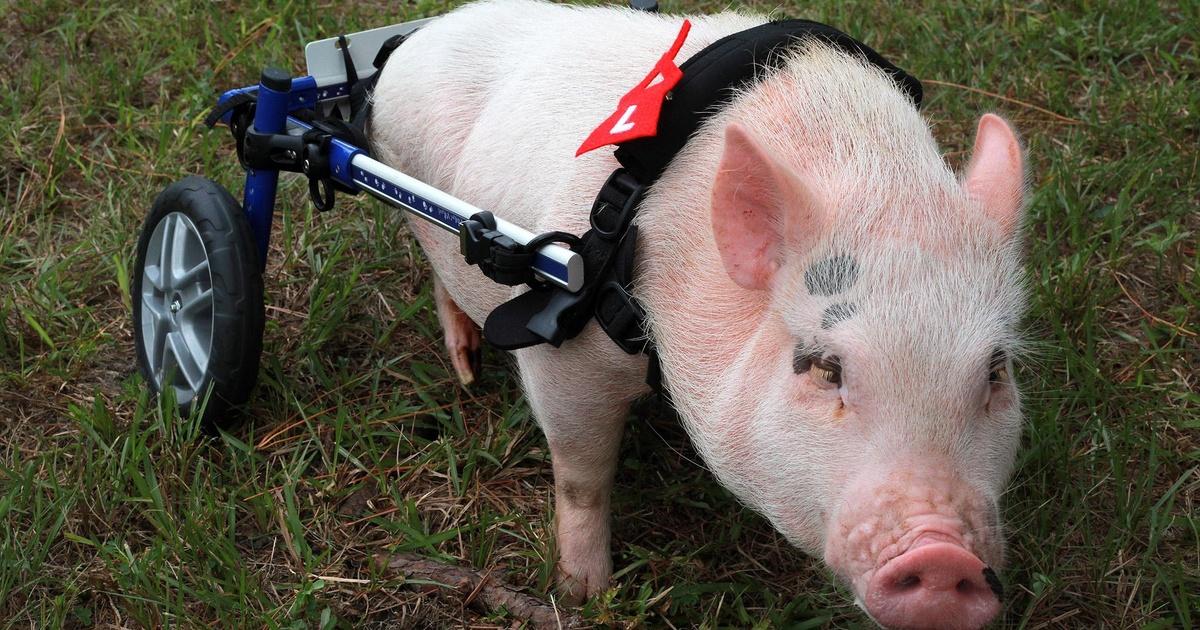 Nature | My Bionic Pet | Season 32 | Episode 14 | PBS