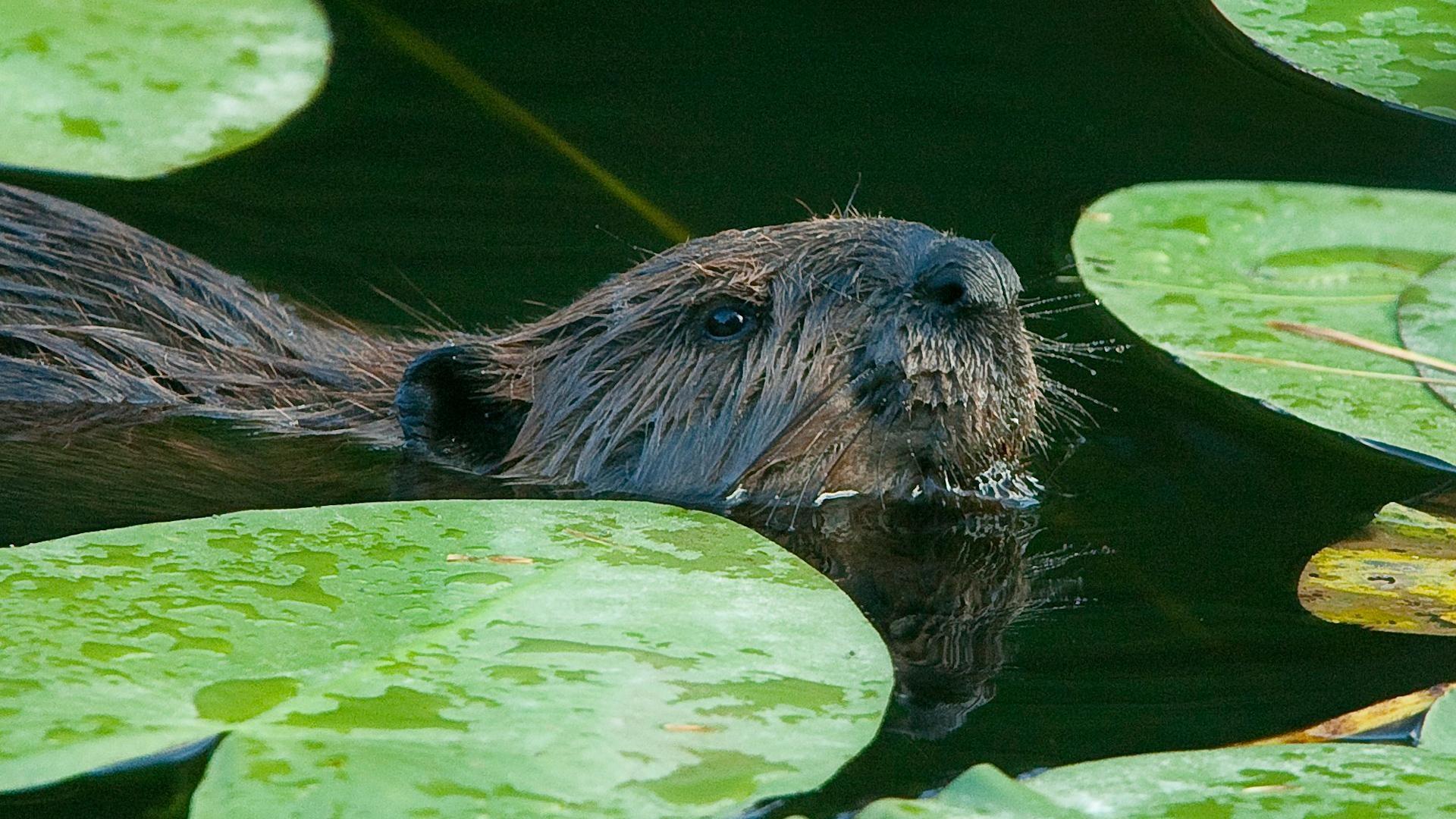Leave It to Beavers - Preview | Nature | THIRTEEN - New York Public Media