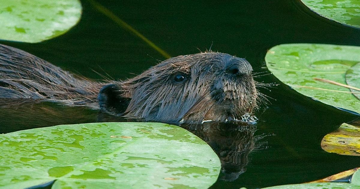 Nature | Leave It to Beavers - Preview | Season 32 | Episode 17 | PBS