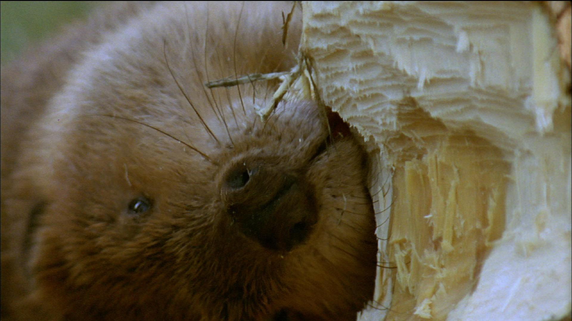 How Beavers Build Dams | Nature | THIRTEEN - New York Public Media