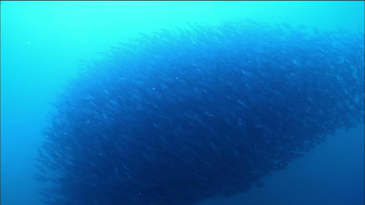 Sardine Run in South Africa | Watch Nature on PBS Wisconsin