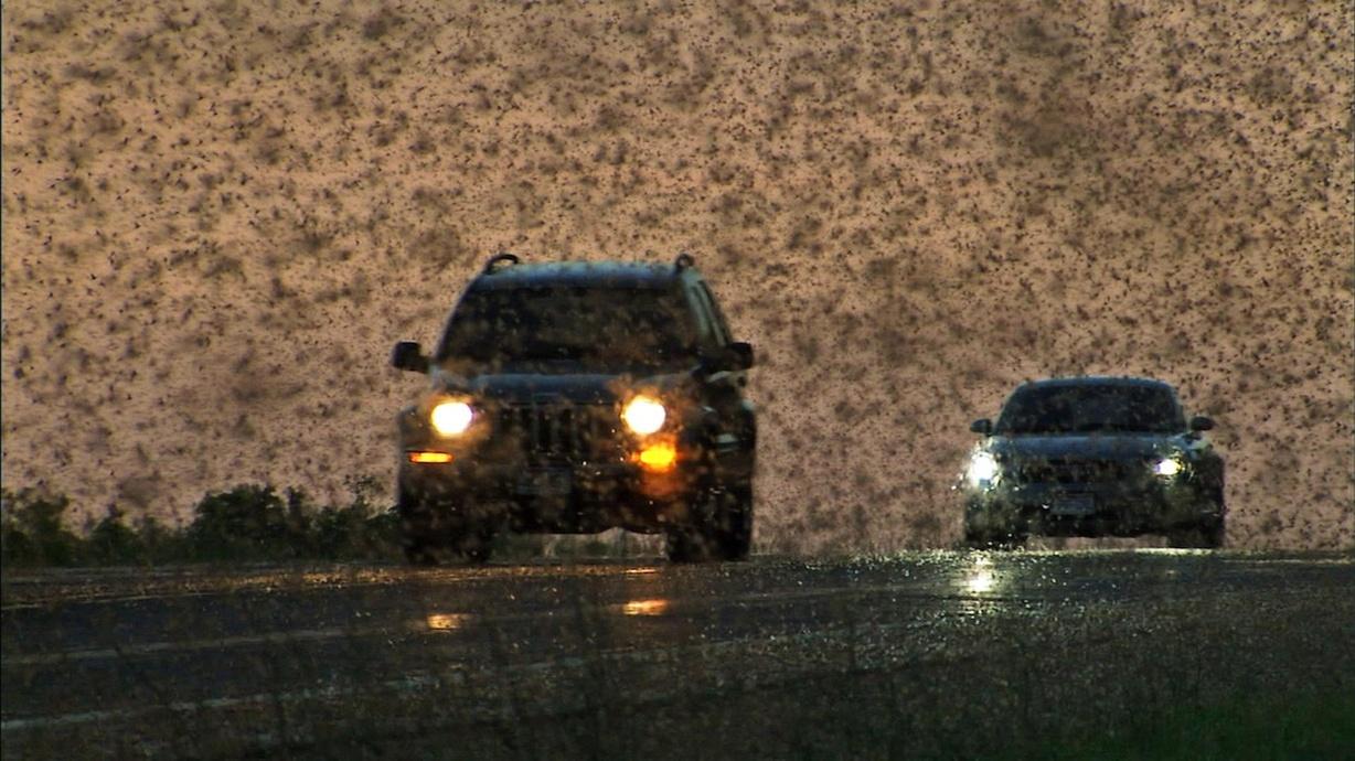The Gathering Swarms | Watch on PBS Wisconsin