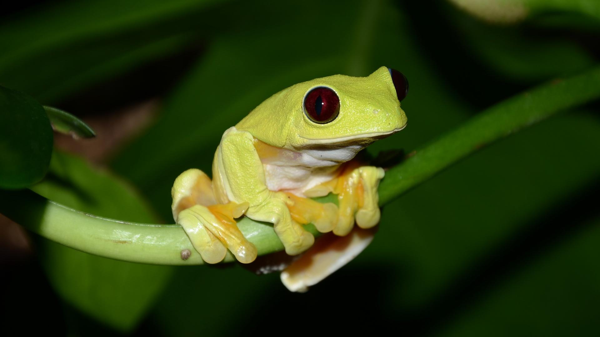 Trailer: Fabulous Frogs | Nature | THIRTEEN - New York Public Media