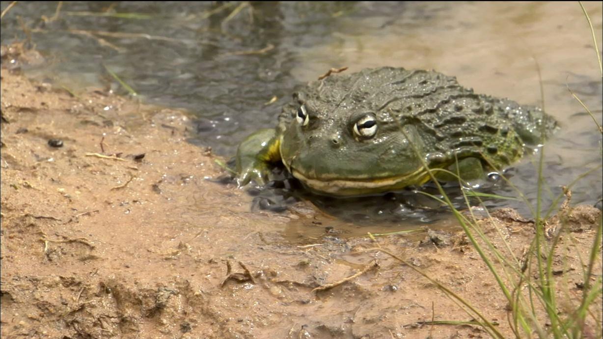Bullfrog Dad Protects the Brood | Watch on PBS Wisconsin