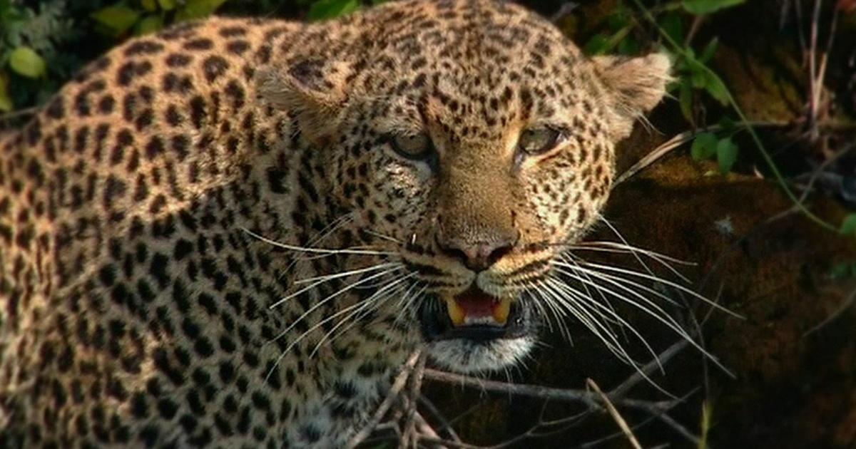 Nature | Revealing the Leopard | Season 29 | Episode 5 | PBS