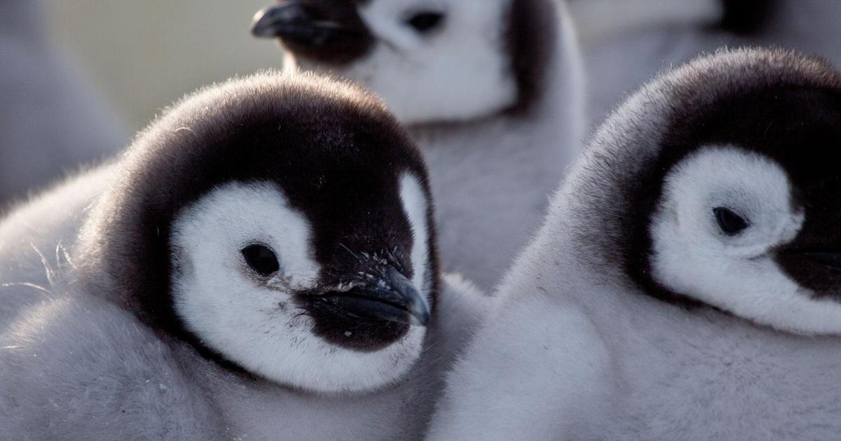 Nature | Season 33 | Penguins: Spy in the Huddle | Episode 2 | First ...