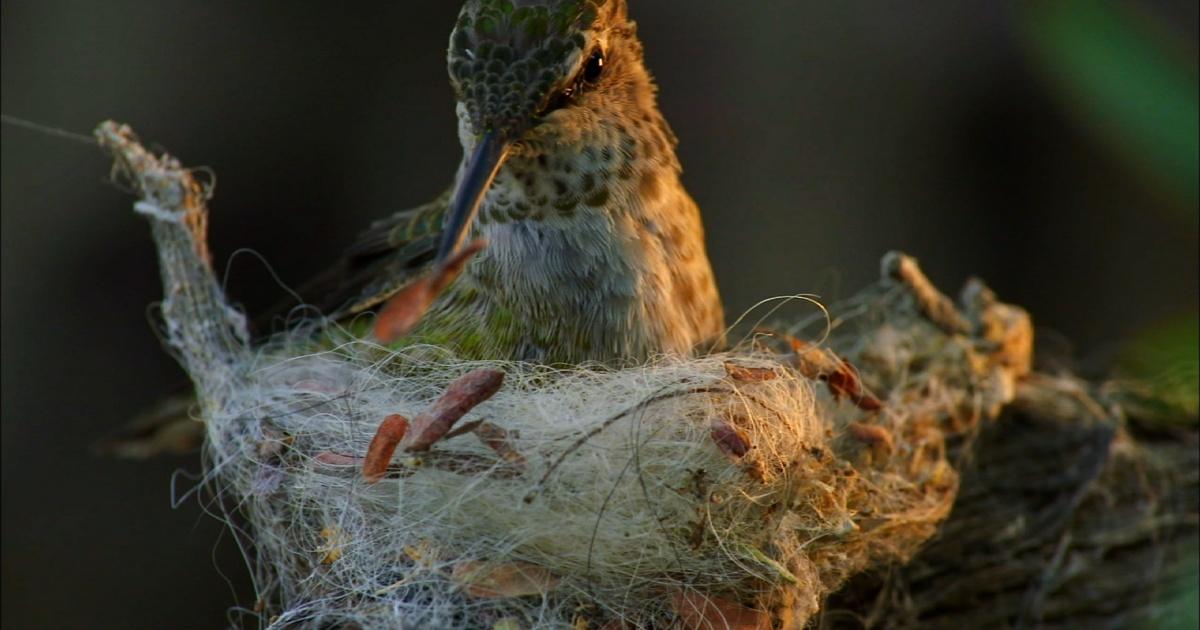 Nature | Animal Homes: The Nest | Season 33 | Episode 11 | PBS